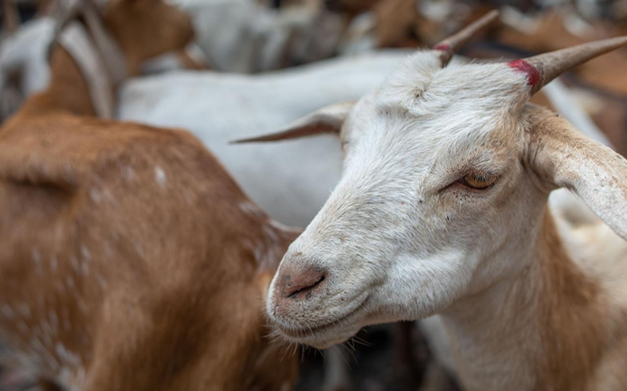 In Sekota, Three Goats Changed Everything for Wirqa Bere—'I’m Planning ...